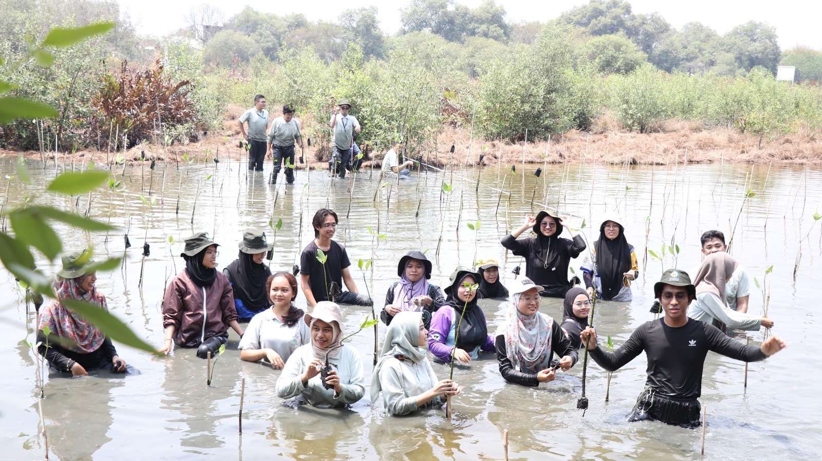 Konservasi Alam, FST UNAIR Tanam Ribuan Bibit Mangrove - RRI.co.id
