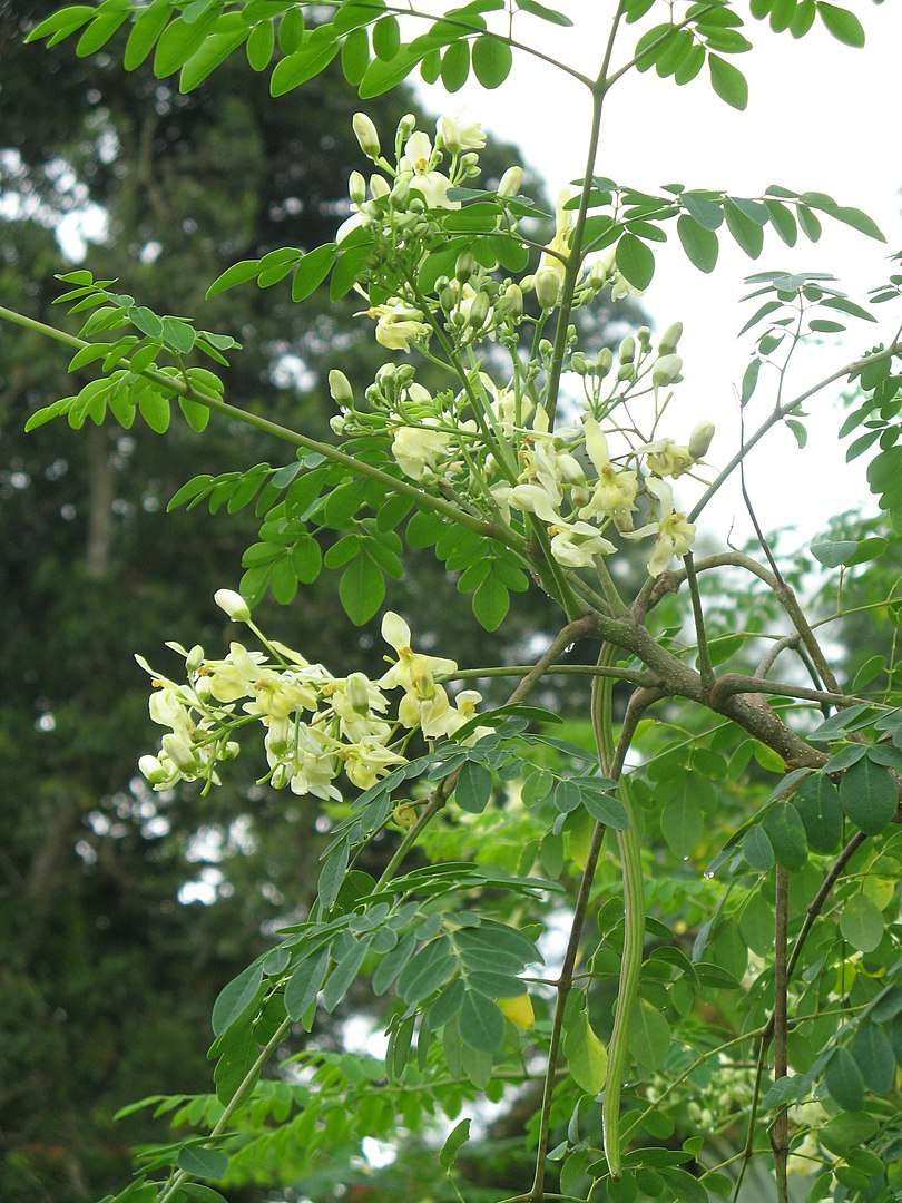 Daun Kelor Bermanfaat Cegah Stunting - RRI.co.id