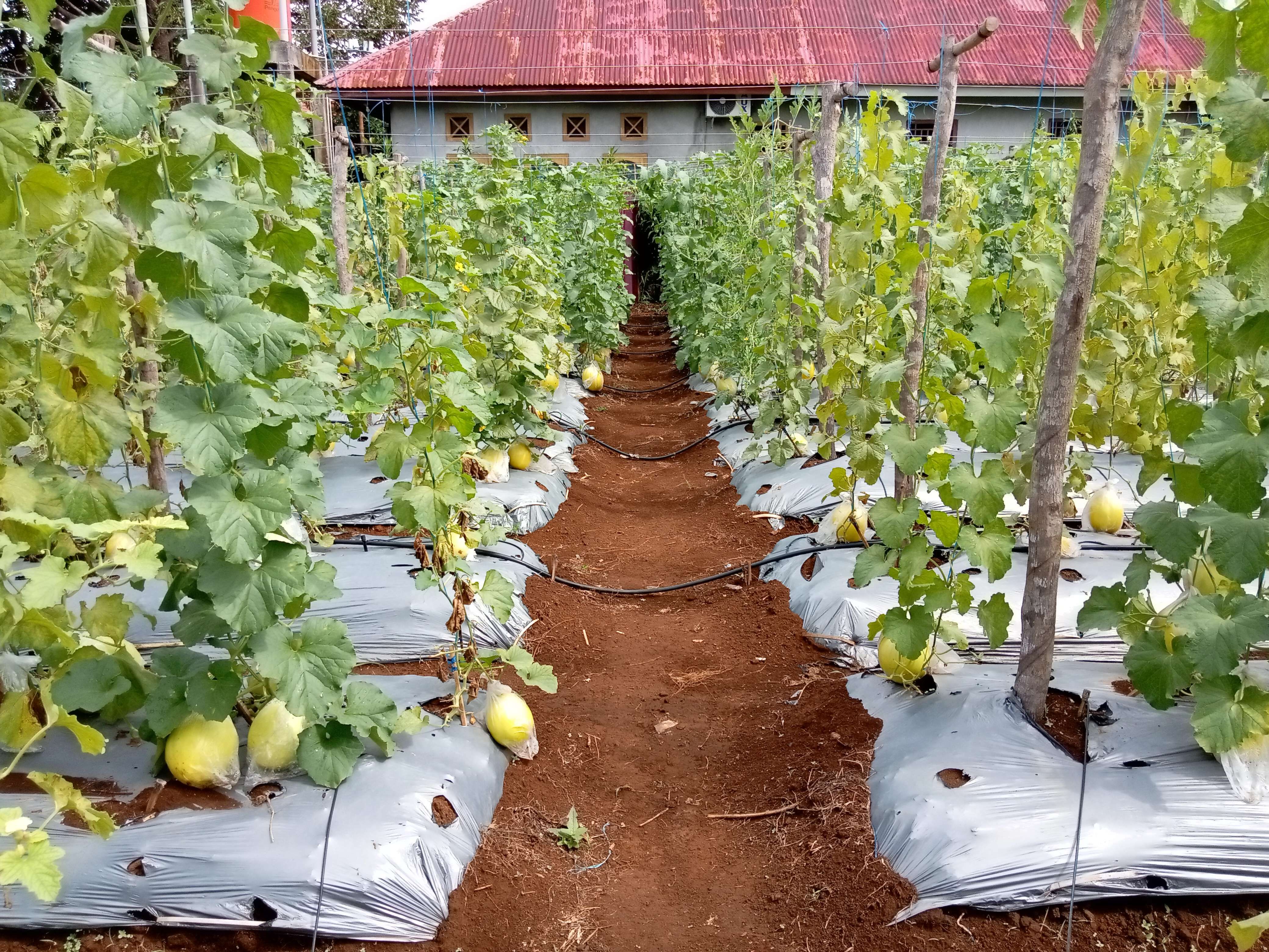 Tiga Jenis Melon Termanis, Pertama Kalinya Ditanam di Bengkulu - RRI.co.id