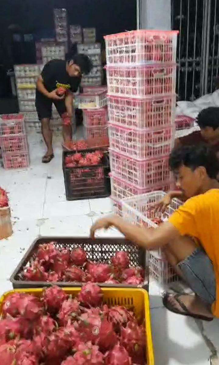 Buah Naga Organik Khas Jember Melejit Hingga Pasar Mancanegara - RRI.co.id
