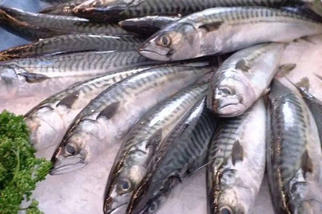 Ikan dengan Kandingan Merkuri Tinggi yang Perlu Diwaspadai - RRI.co.id
