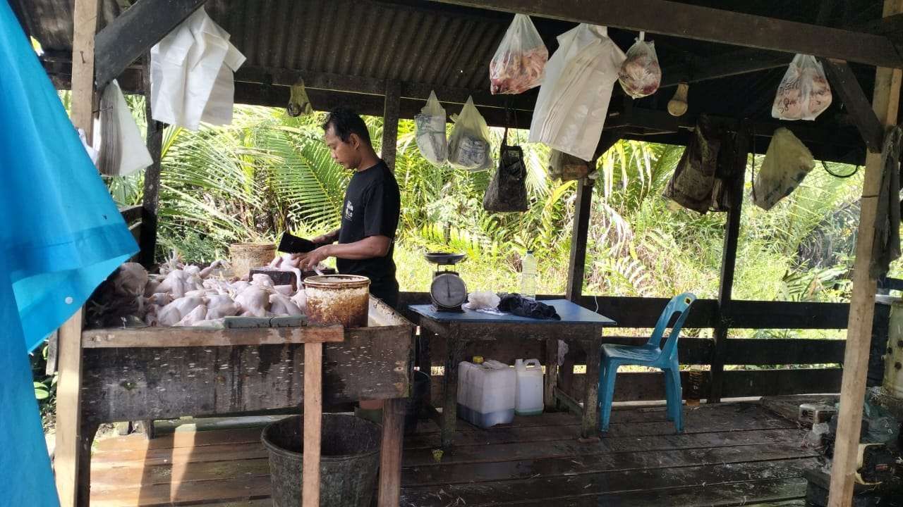 Harga Ayam Potong Melonjak Rp 45 ribu Perkilogram - RRI.co.id