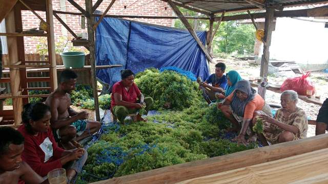 Alor Sukses Kembangkan Bibit Rumput Laut Unggul - RRI.co.id