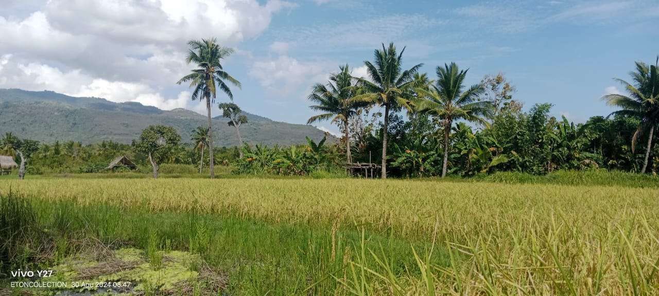 Desa Silaipui Alor Prioritaskan Ketahanan Pangan - RRI.co.id