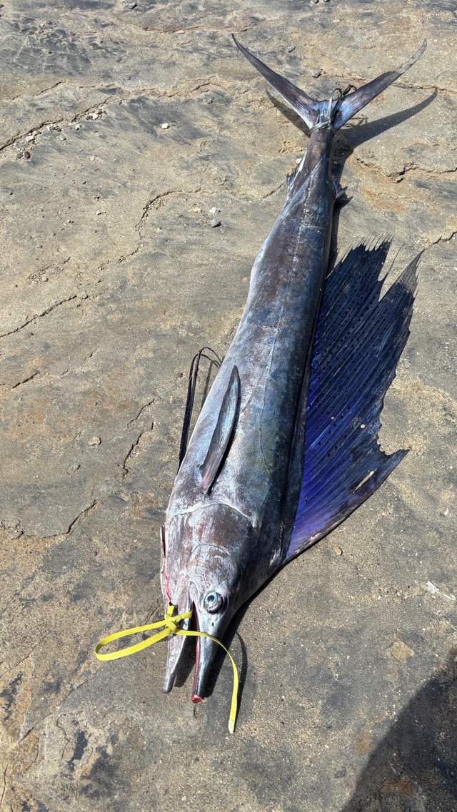 Mengenal Ikan Blue Marlin - RRI.co.id