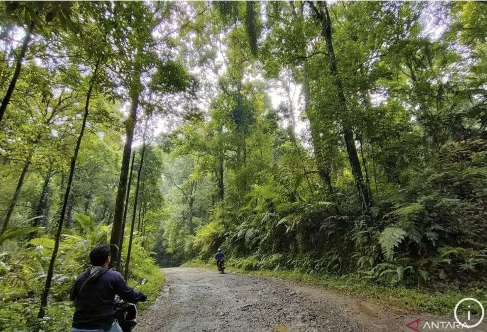 Jaga Hutan untuk Generasi Mendatang - RRI.co.id