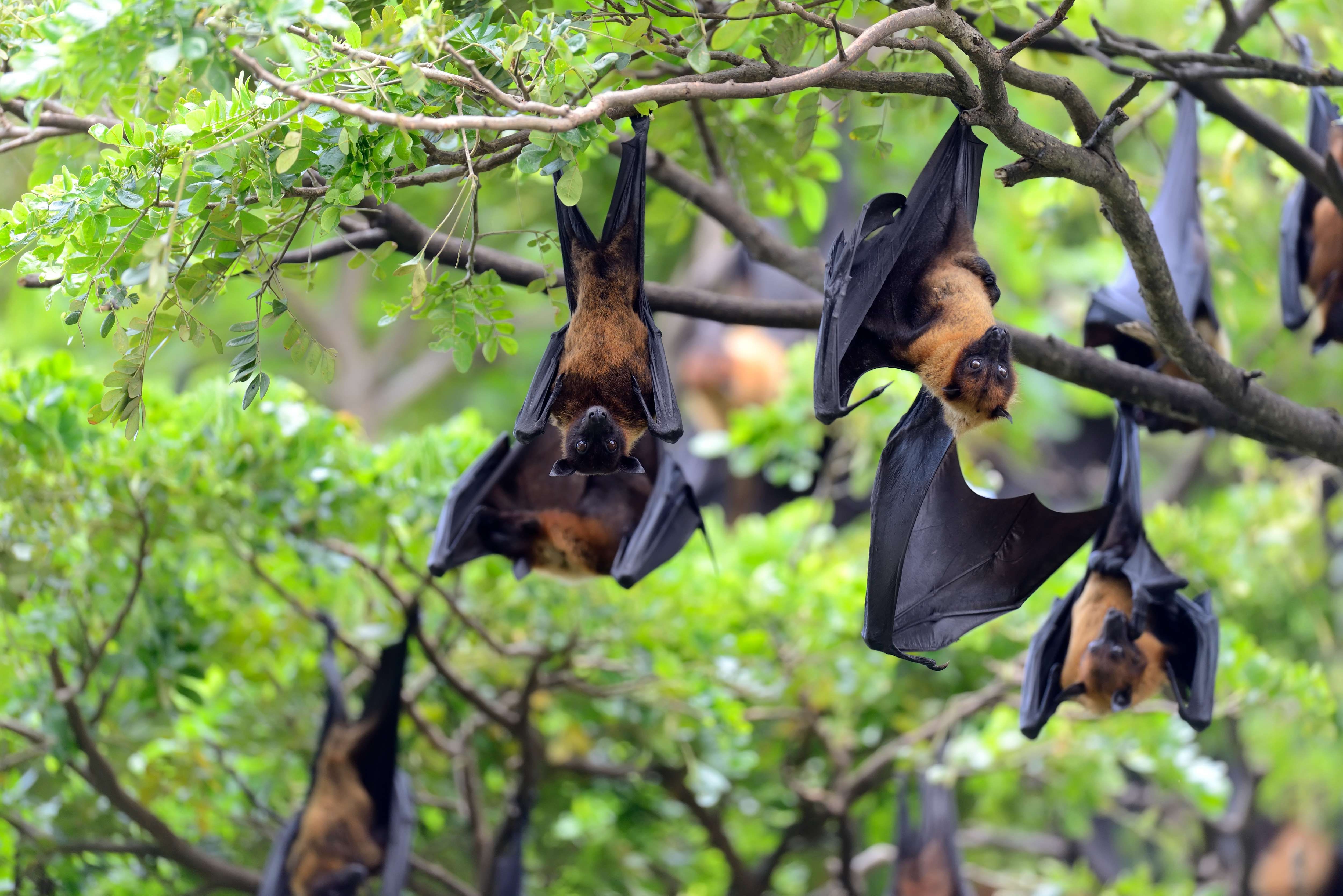 Singapura Waspadai Virus Nipah Meskipun Belum Ada Kasus - RRI.co.id