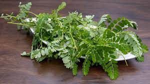 Daun Gendong Anak, Solusi Herbal Untuk Kesehatan - RRI.co.id