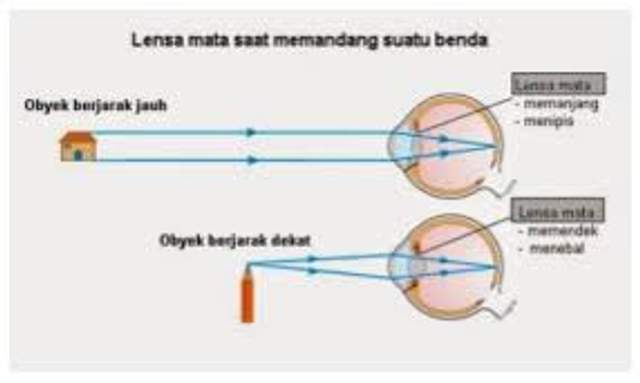 Kemampuan Lensa Mata Memfokuskan Cahaya Lebih Cepat Dari Camera - RRI.co.id