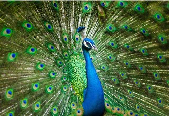 Burung Merak: Simbol Keindahan dan Kemegahan Alam - RRI.co.id