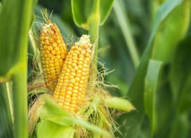 Cara dan Waktu Pemupukan Jagung yang Tepat - RRI.co.id