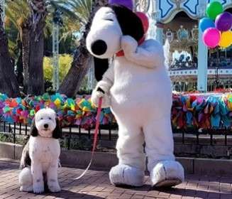 Bayley, Anjing Mini Sheepadoodle Mirip Snoopy - RRI.co.id