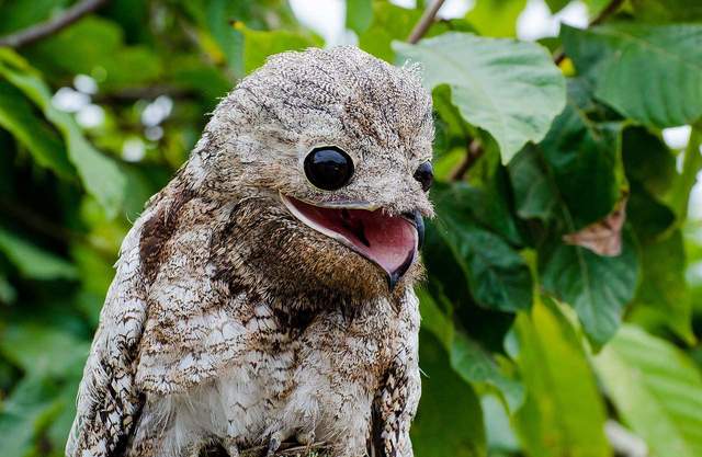Fakta Burung Potoo yang Menyeramkan dan Unik - RRI.co.id