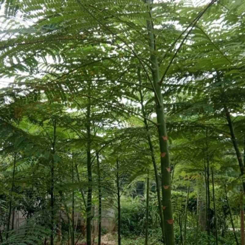 Pohon Pakis Asal Brazil, Penangkal Gigitan Ular - RRI.co.id