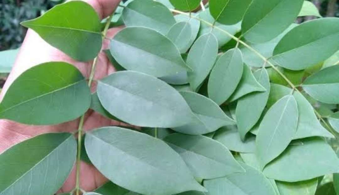 Daun Gamal, Pakan Ternak dengan Protein Tinggi - RRI.co.id
