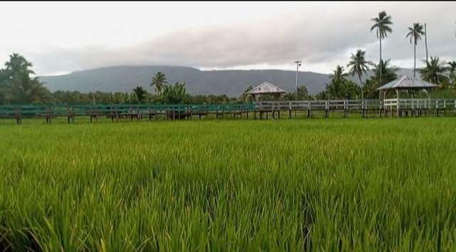 Sawah Pailelang Offers Peaceful Escape for Alor Visitor - RRI.co.id