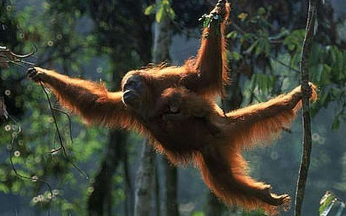 Endangered, These Six Indonesian Primates Must Be Protected - RRI.co.id