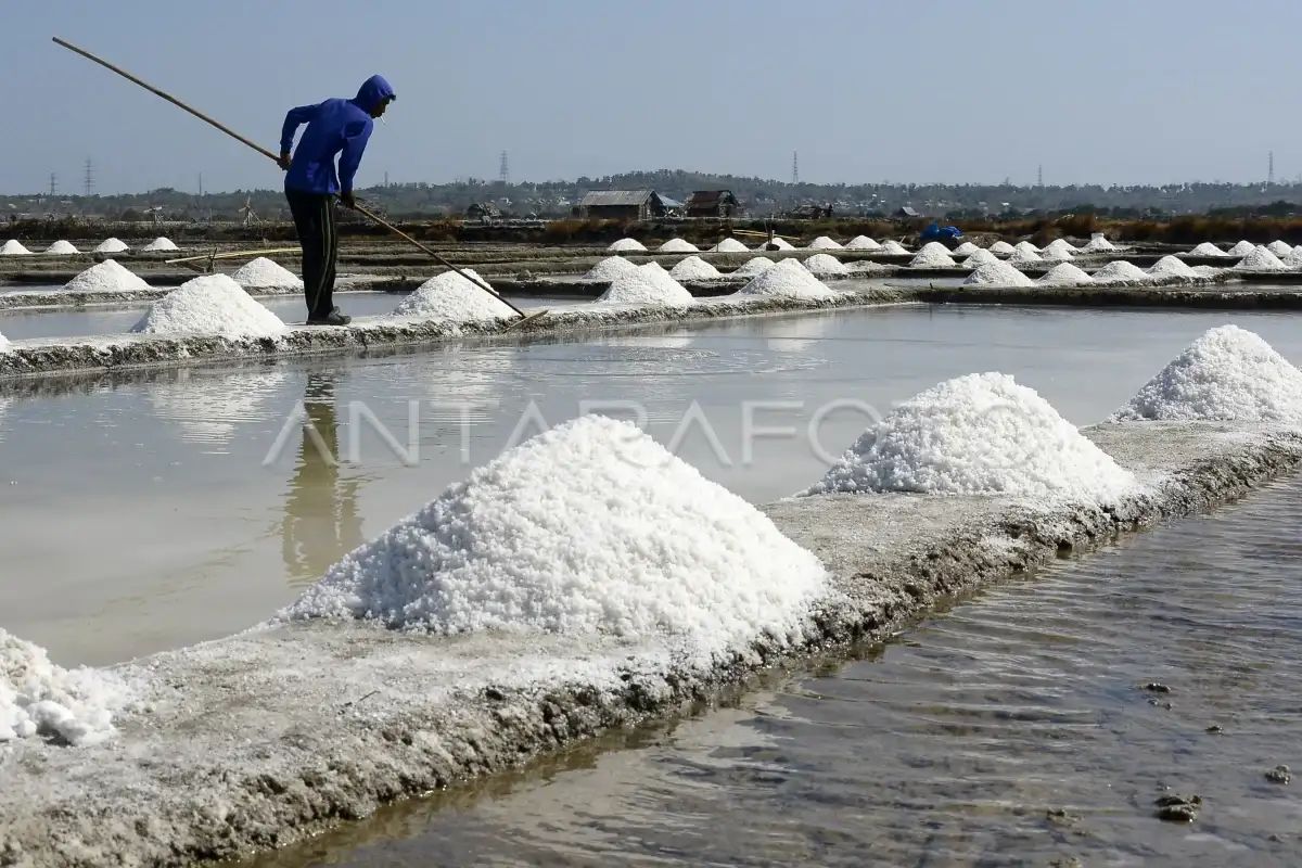 Govt Opens Investment in Rote Ndao's Salt Industry - RRI.co.id