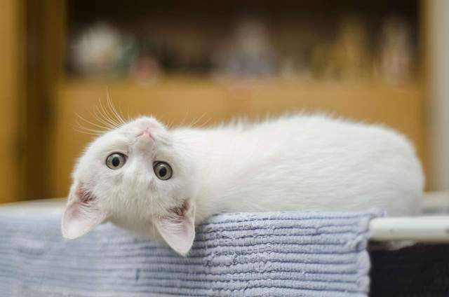 Fakta Kucing Putih, Benarkah Mereka Bloon? - RRI.co.id