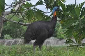 Burang Kaswari, Burung Terberat di Dunia - RRI.co.id