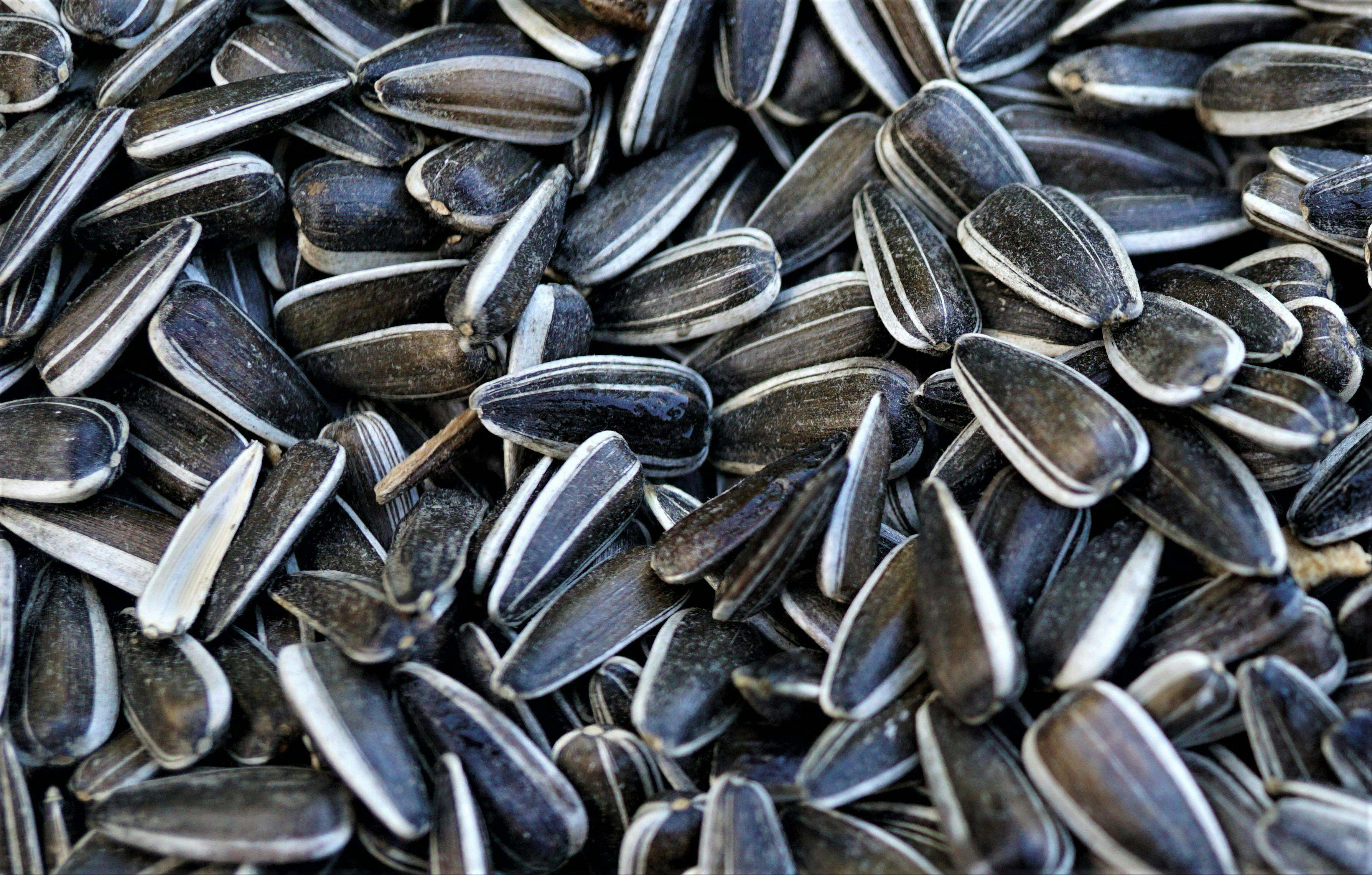 Mengenal Jenis dan Manfaat Kuaci - RRI.co.id