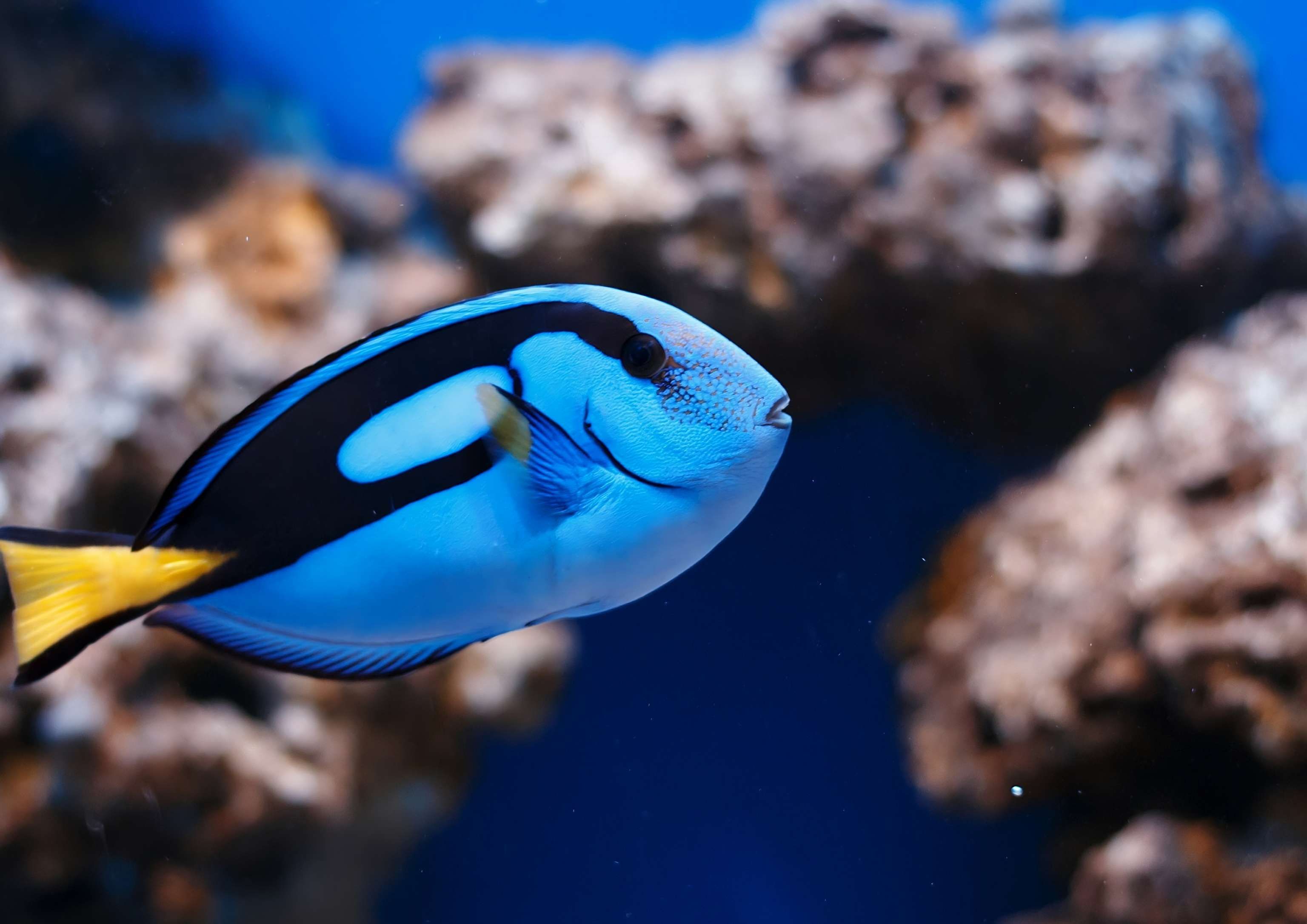 Fakta Menarik Ikan Dori yang Jarang Diketahui - RRI.co.id