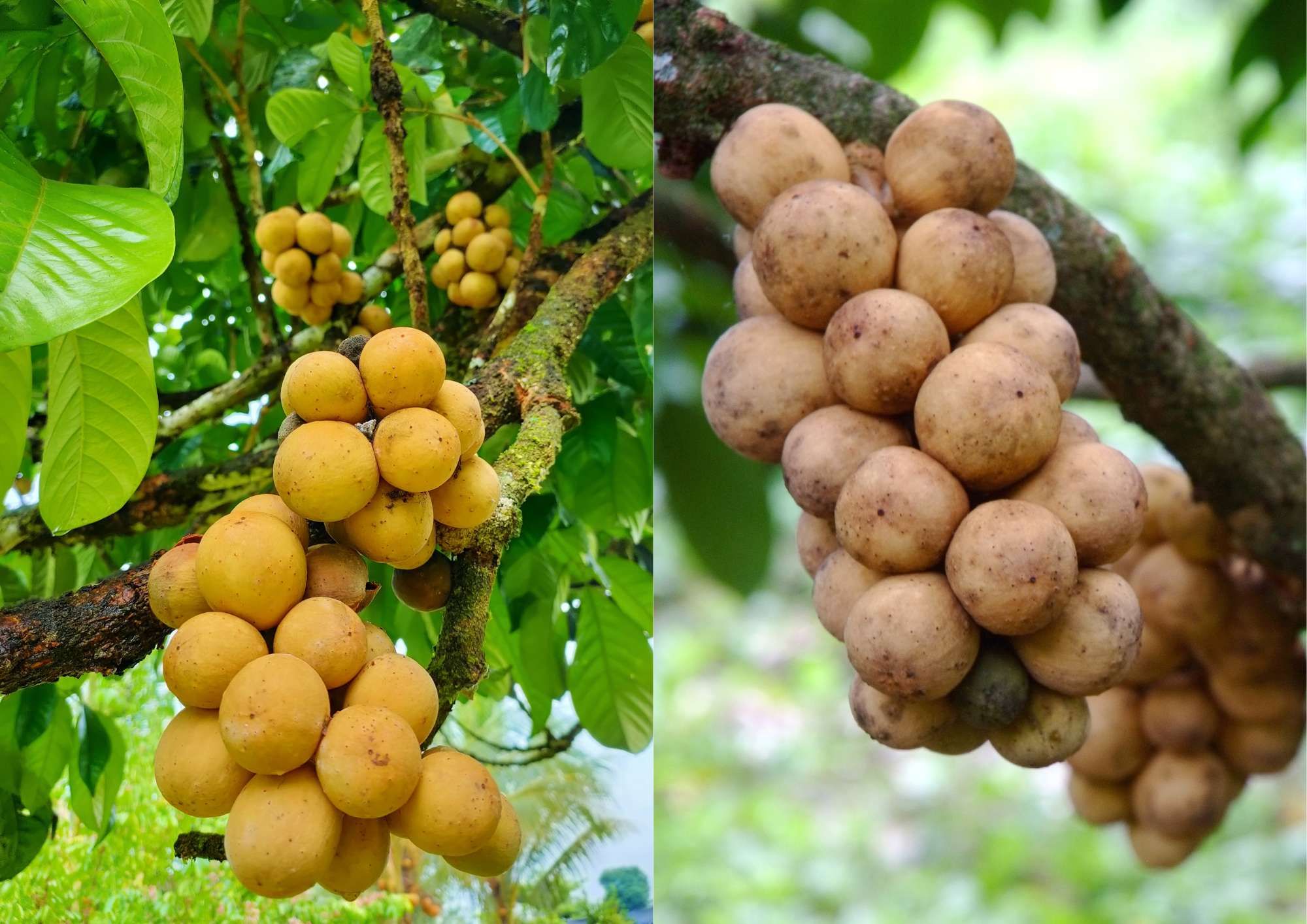 Pohon Duku Seperti Apa