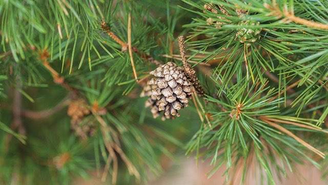 Manfaat Daun Pinus untuk Kesehatan - RRI.co.id