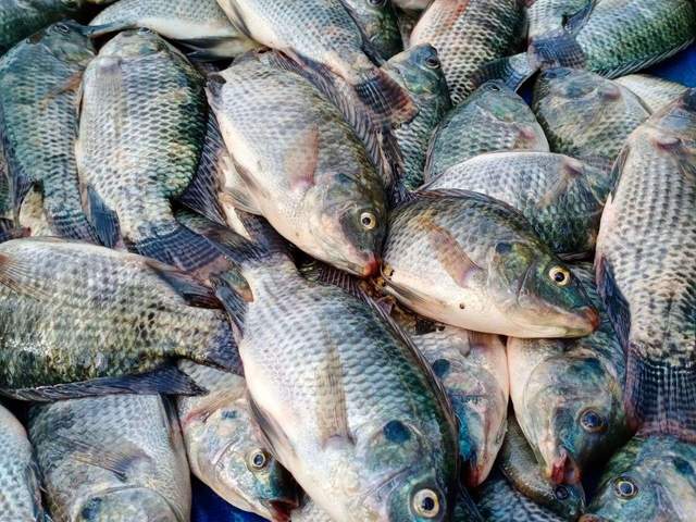 Sulbar Berhasil Produksi Bibit Ikan Nila Sendiri - RRI.co.id
