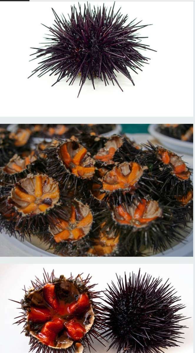 Fakta Unik Bulu Babi atau Landak Laut - RRI.co.id