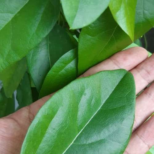 Catat! Ini Manfaat Sehat Daun Daluman - RRI.co.id