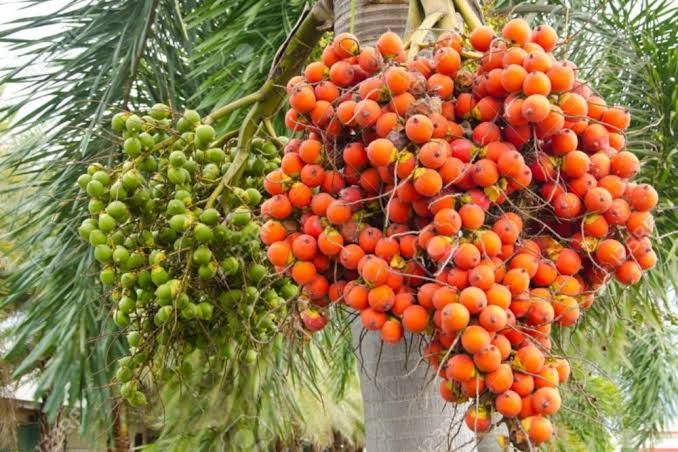 Pohon Pinang Buah Merah