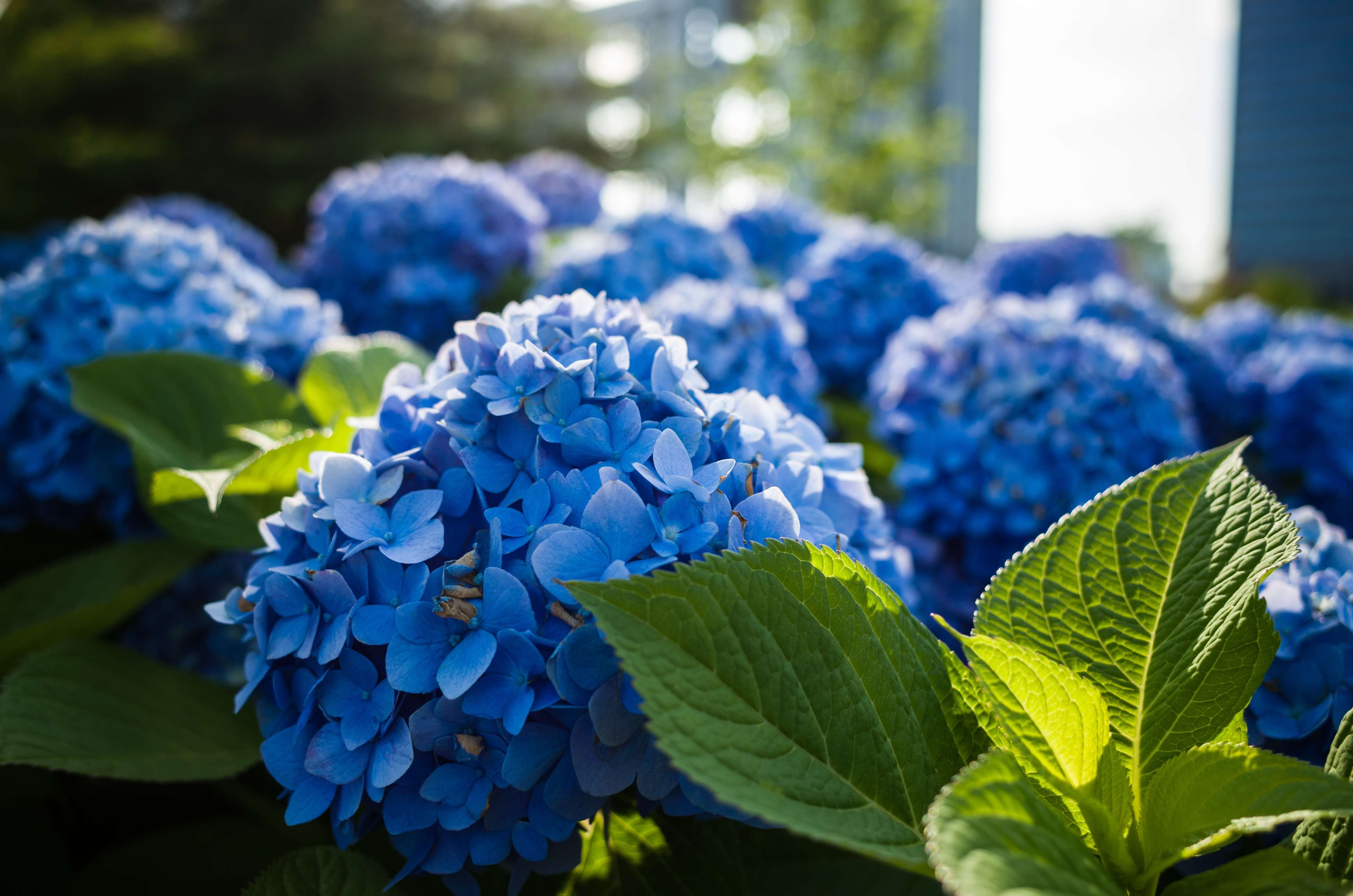 Keunikan Hortensia, Bunga Bola dari Iklim Tropis - RRI.co.id