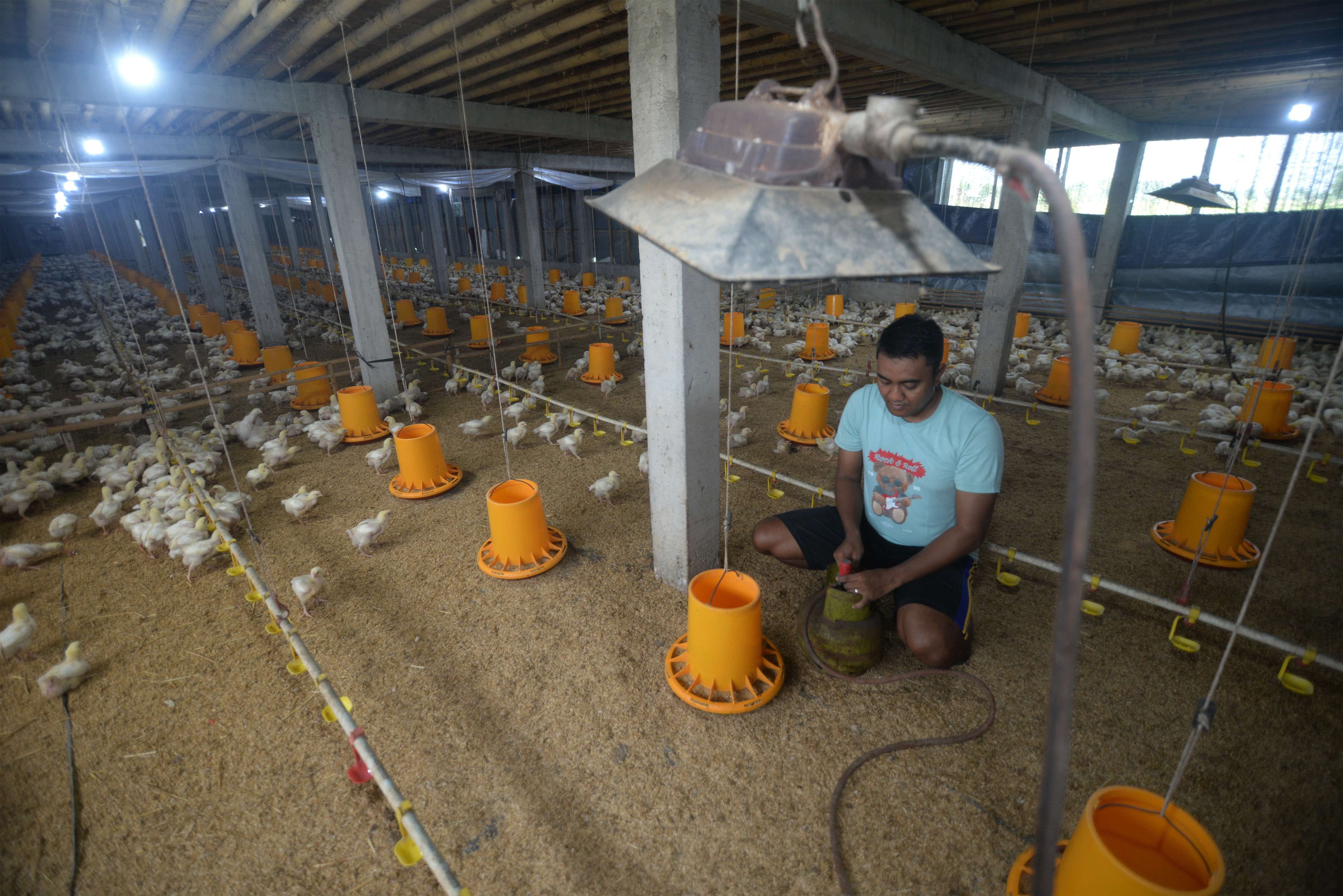 Ini Upaya Pemerintah Stabilkan Harga Daging Ayam Ras - RRI.co.id