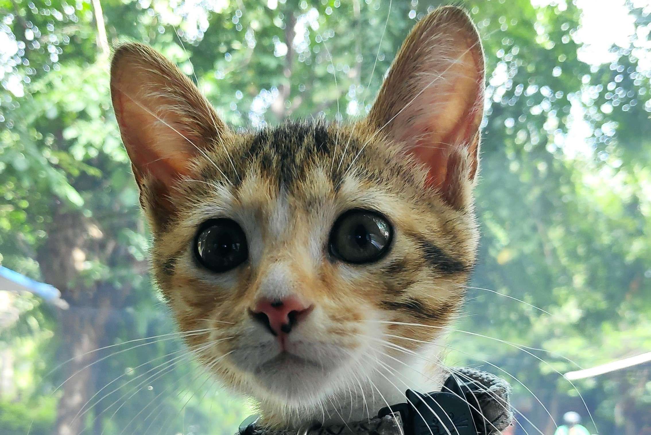 Mengapa Hidung Kucing Dingin - RRI.co.id
