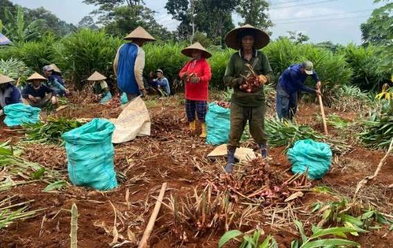 Pertanian Rempah di Lereng Muria Cukup Menjanjikan - RRI.co.id