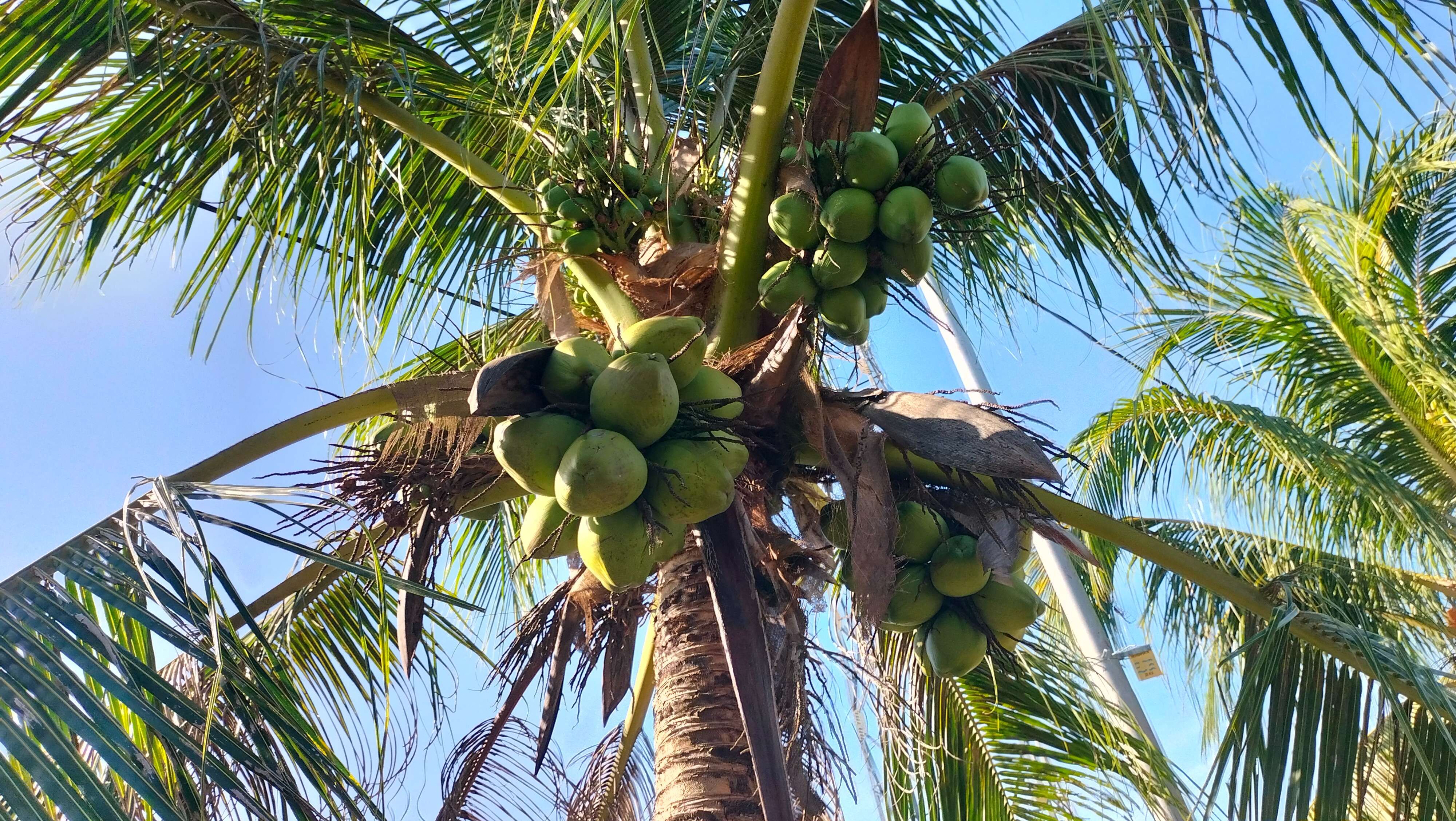 Keindahan dan Manfaat Pohon Kelapa - RRI.co.id