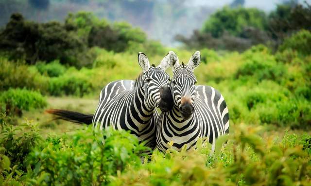 Fakta Menarik Zebra yang Jarang Diketahui - RRI.co.id
