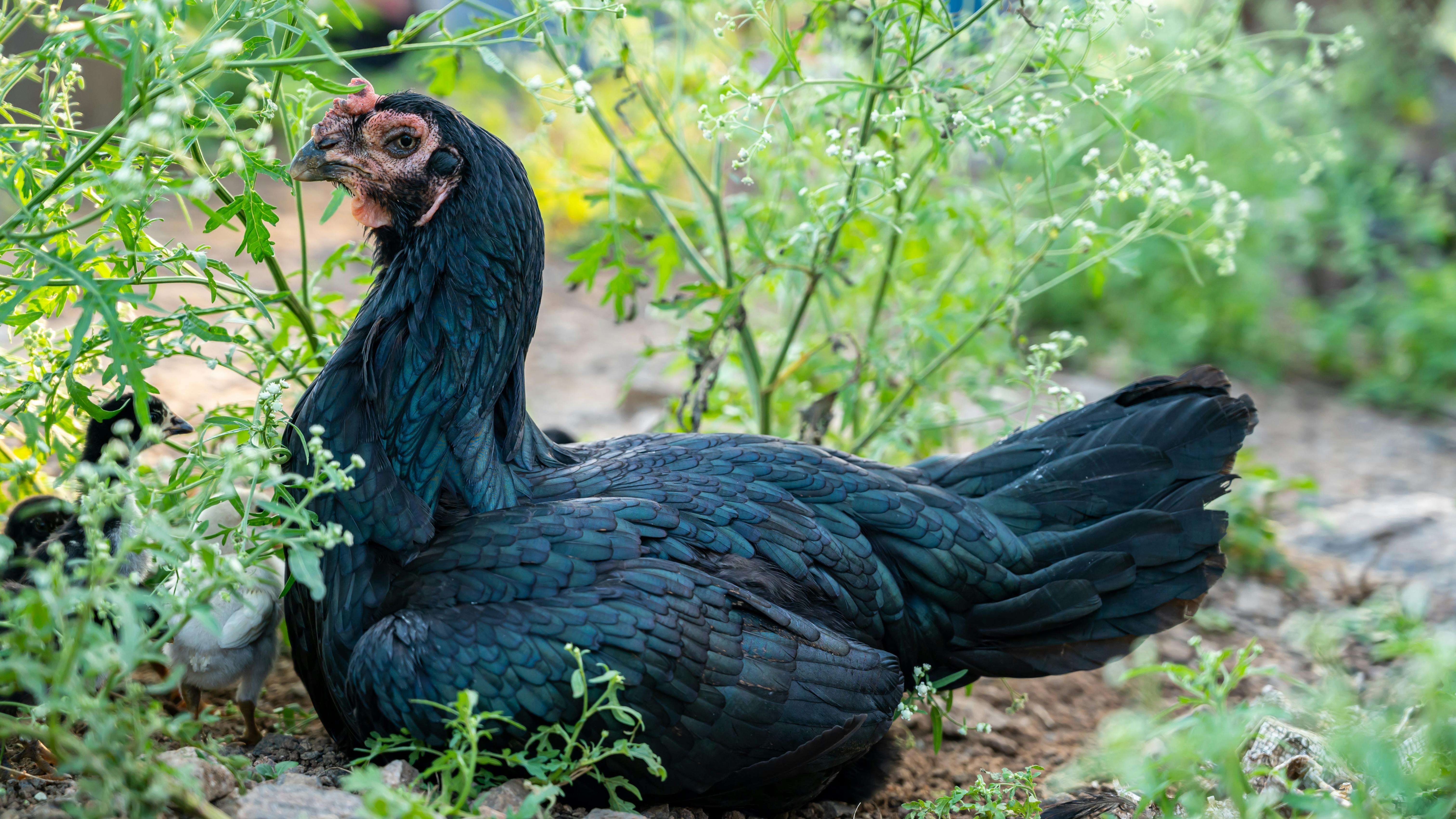 Fakta Menarik Ayam Cemani yang Langka dan Unik - RRI.co.id