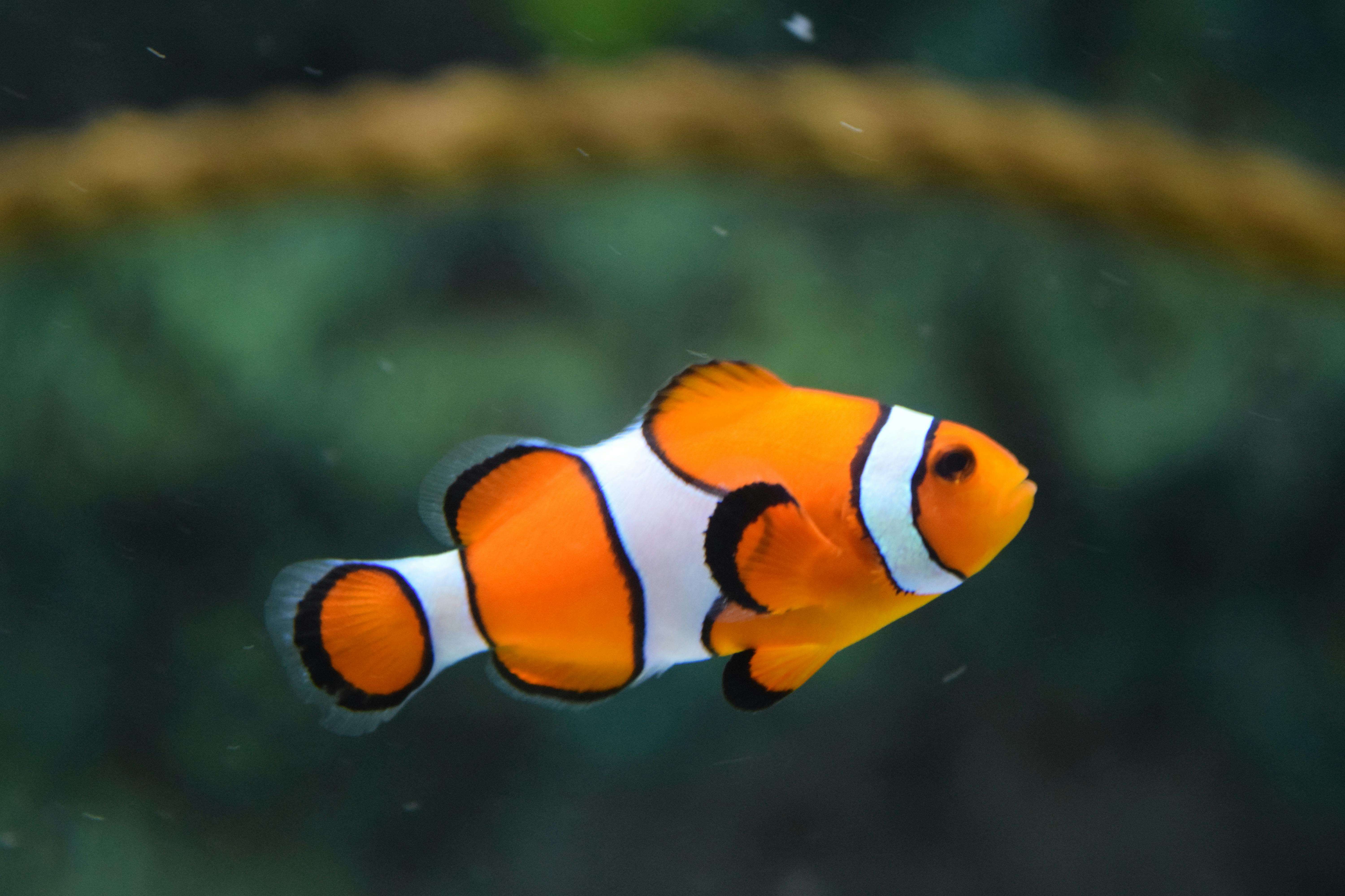 Apa Itu Ikan Nemo? - RRI.co.id
