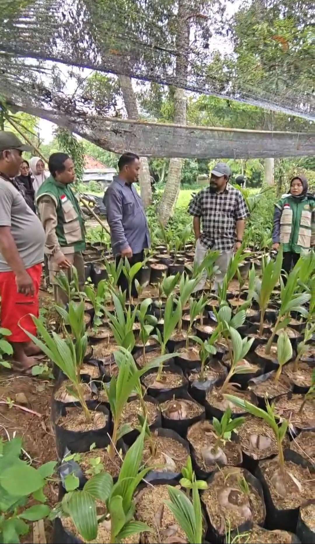 Dukung Hilirisasi, Kementan Tinjau Bibit Kelapa Legung Timur - RRI.co.id
