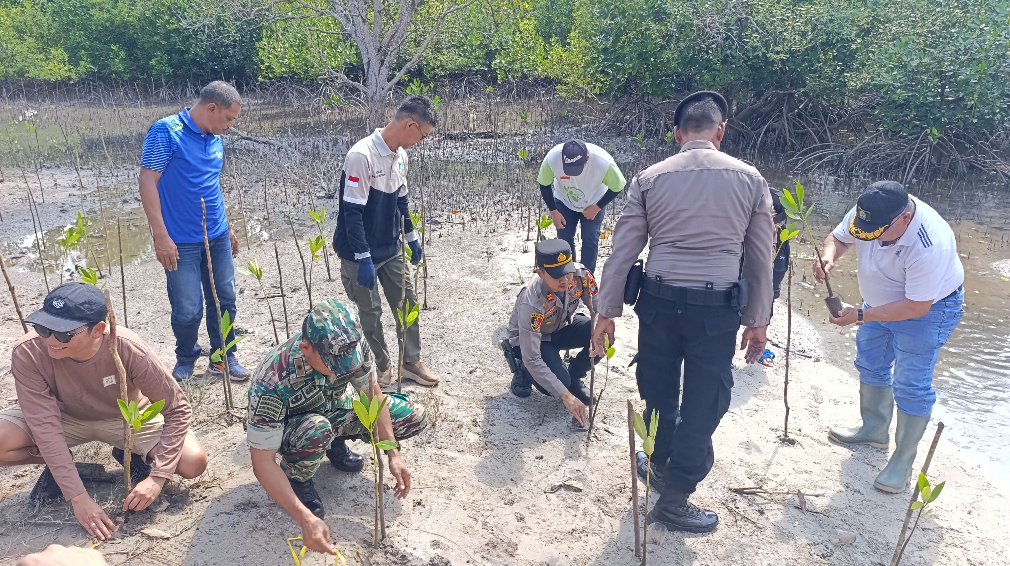 Seribu Lenih Bibit Mangrove Ditanam di Manggar Beltim - RRI.co.id