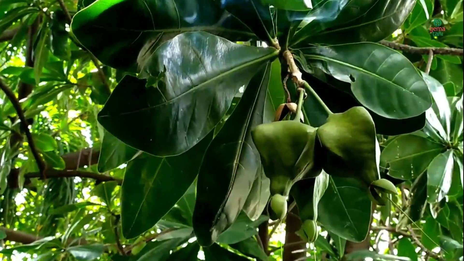 Buah Keben Inspirasi Keindahan Candi Nusantara - RRI.co.id