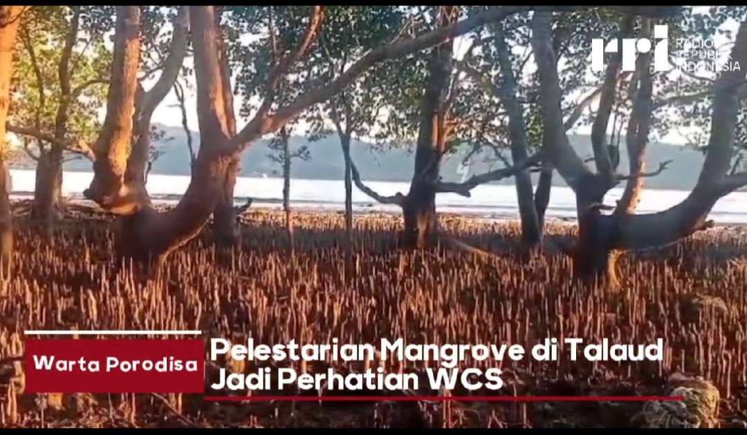 Konservasi Mangrove di Talaud Jadi Perhatian WCS - RRI.co.id